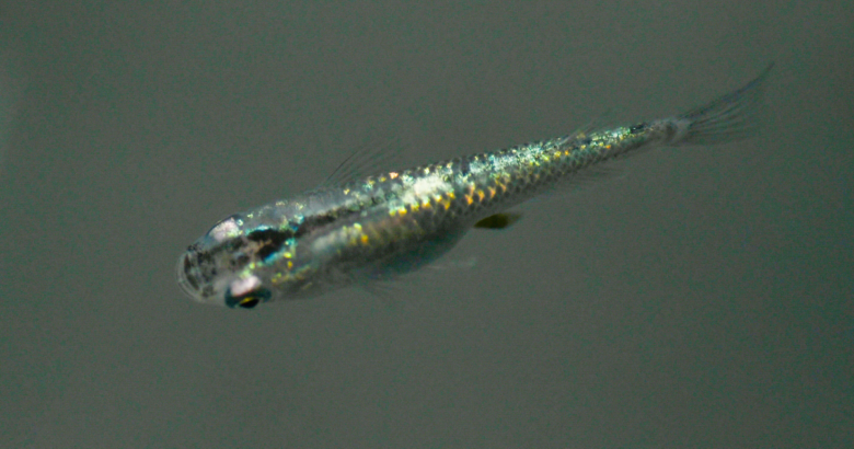 メダカの冬眠からの起こし方ガイド｜適切な時期と注意点 - 鷲林寺アクアファーム